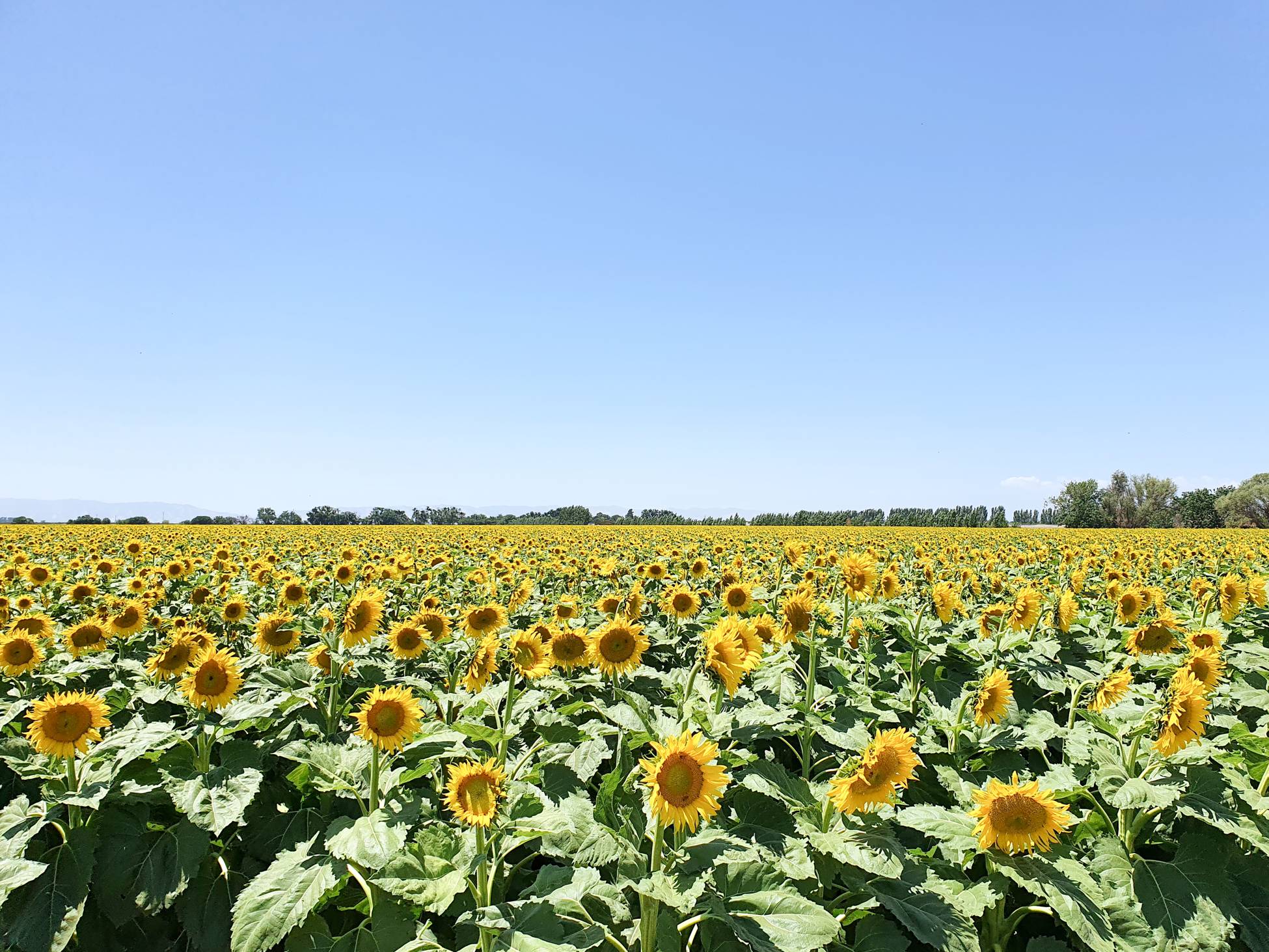 My current new Windows PC setup essentials in 2020 - bigi.dev